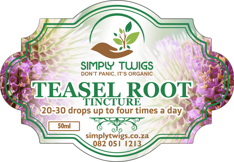 Teasel Root Tincture - Simply Twigs